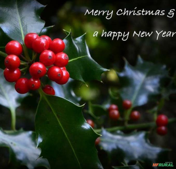 Sementes Ilex Aquifolium (Azevinho, Arbusto de Natal) Ornamental 442950