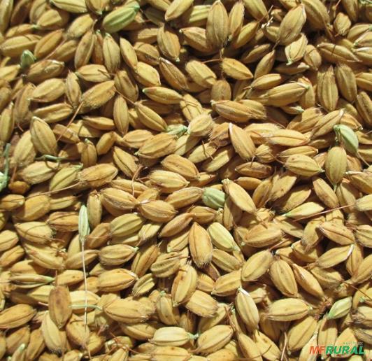 Sementes Frescas P/ Plantio de Arroz Duborskian (Cert. Orgânica) 447205