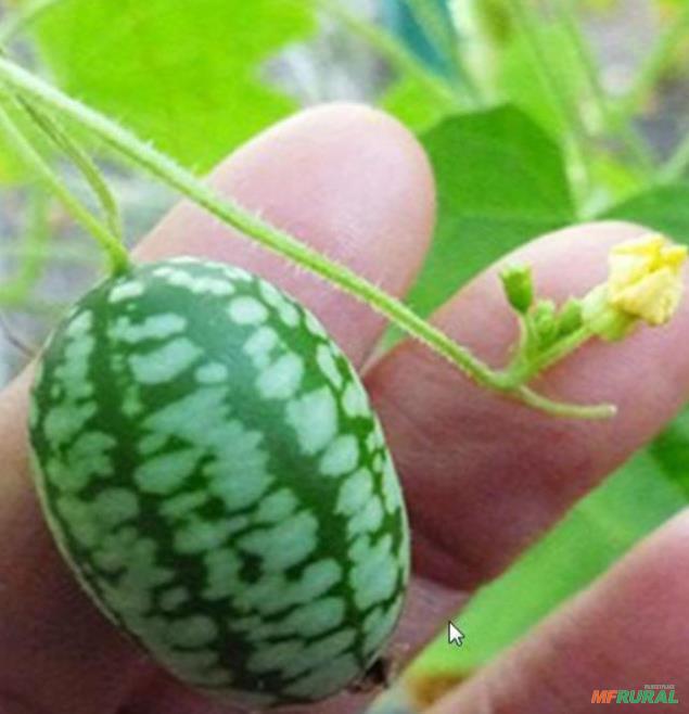 Doce Especie | Preço Venda Compra - MF Rural
