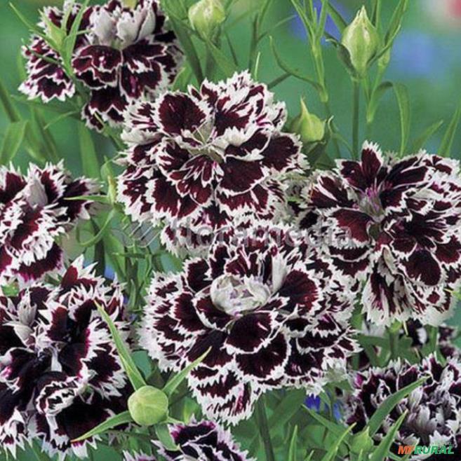 Sementes Cravo da Índia Preto E Branco, Rosa Chinesa (Dianthus 592853