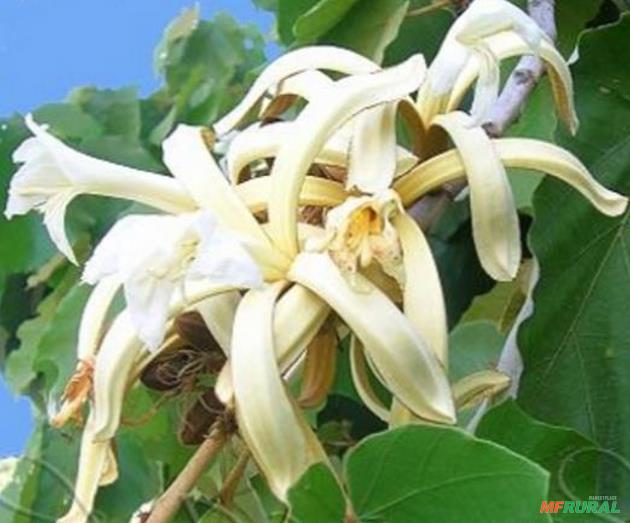 Sementes Árvore Bayur (Pterospermum Acerifolium) Medicinal 600602