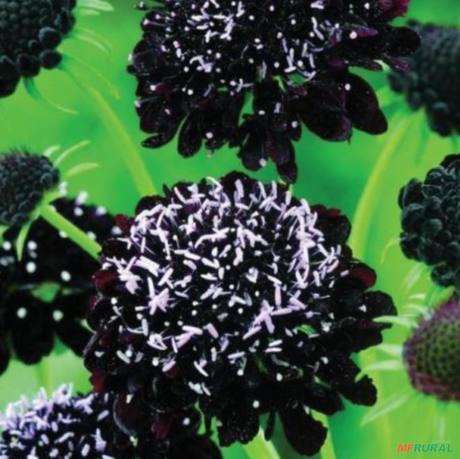 Sementes Flor da Saudade Negra, Doce Escabiosa Dos Jardins 601839