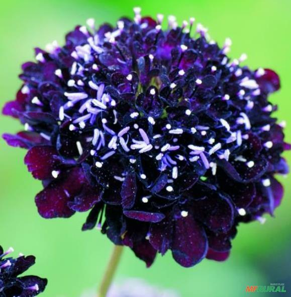 Sementes Flor da Saudade Azul Escuro, Doce Escabiosa Dos Jardins 601844