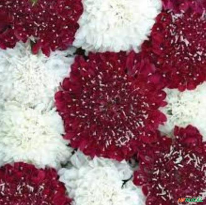Sementes Doce Escabiosa Dos Jardins, Flor da Saudade (Scabiosa 602707