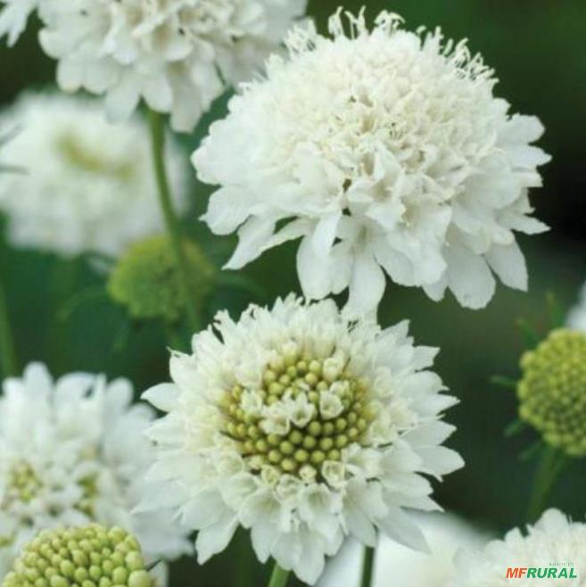 Sementes Doce Escabiosa Dos Jardins Branca, Flor da Saudade 602715