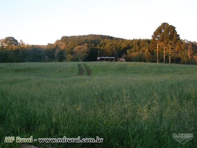 Sitio Guarapuava-Pr em Guarapuava PR à venda. Compre direto 161784