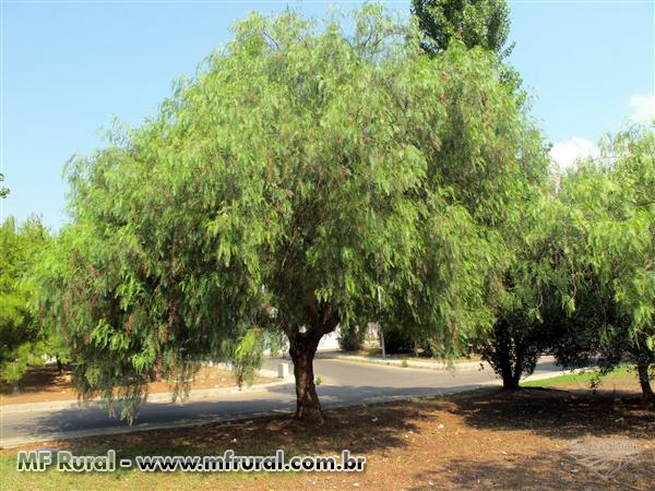 Árvore Aroeira Salsa - Schinus Molle - 2 Metros em São Paulo SP 148957