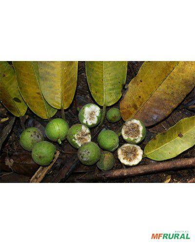 Sementes de Figueira Mata Pau - Ficus Insipida - 100G em 736376