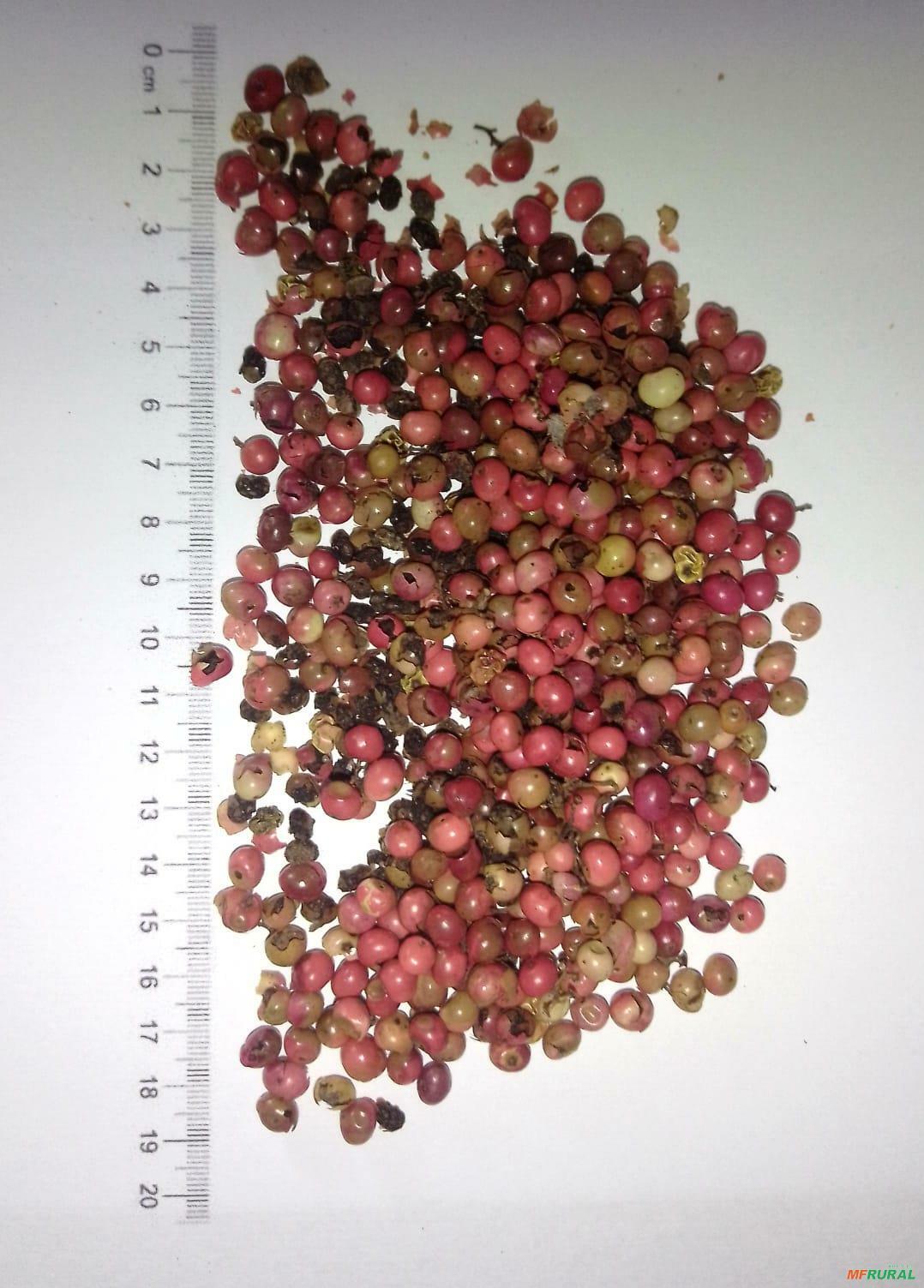 Sementes de Aroeira Pimenteira - Schinus Terebinthifolia - 250G 736430