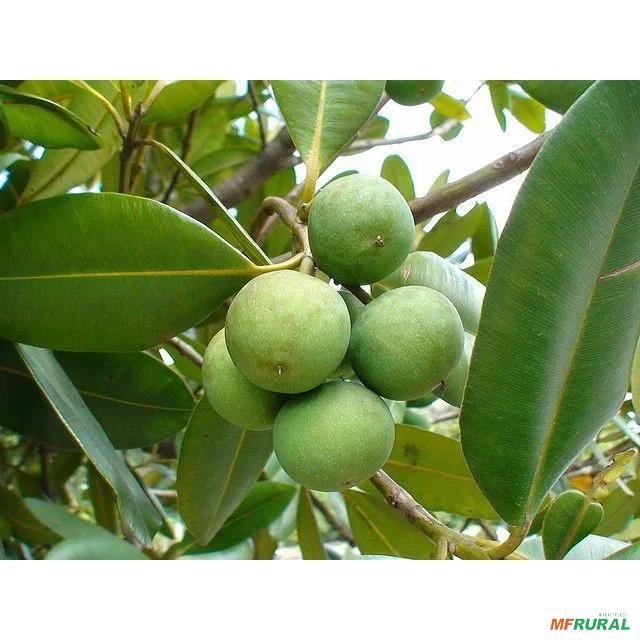 Muda de Guanandi - Calophyllum Brasiliensis - Tamanho: 40/50Cm 737040