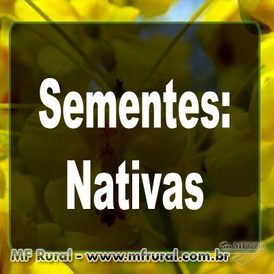 Sementes de Árvores Nativas em Londrina PR à venda. Compre 99481