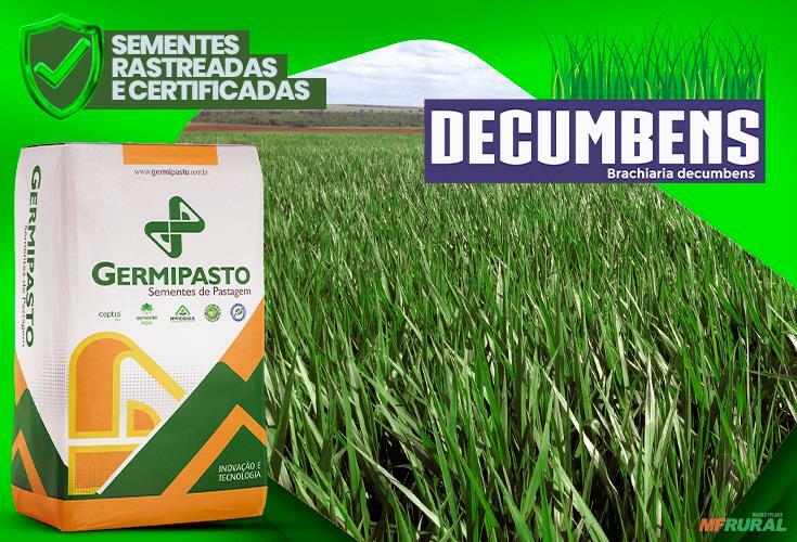 Brachiaria Decumbens | Preço Venda Compra - MF Rural