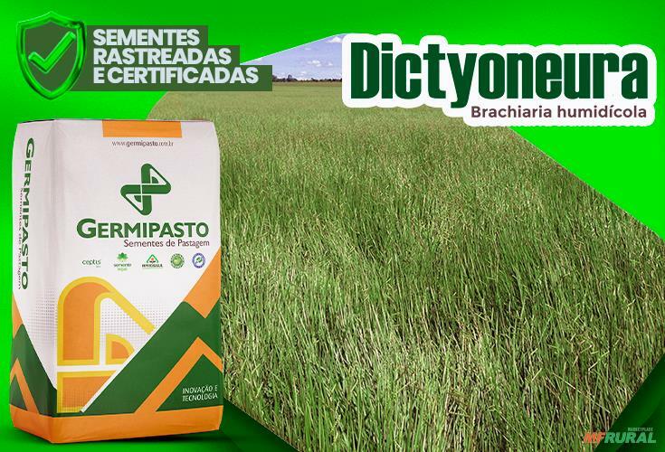 Brachiaria Humidícola (Syn. Urochloa Humidícola) Cv. Llanero 846560