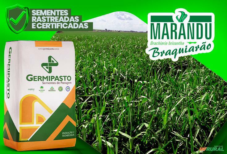 Marandú - Brachiaria Brizantha (Syn. Urochloa Brizantha) em 846561