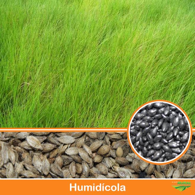 Humidicola | Preço Venda Compra - MF Rural