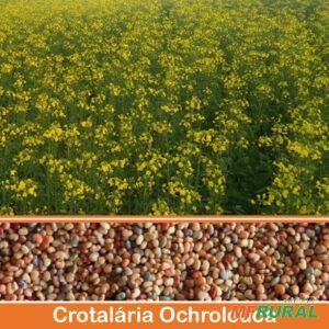 Crotalária Ochroleuca. em Campo Grande MS à venda. Compre direto 636743