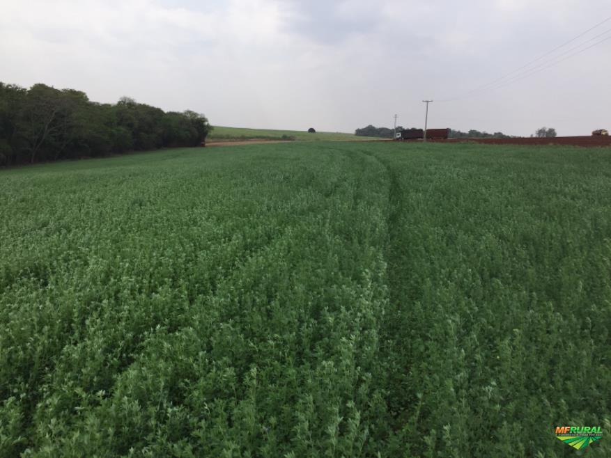 Alfafa | Preço Venda Compra - MF Rural