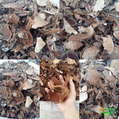 Casca de Coco Seco em Sousa PB à venda. Compre direto do vendedor 273145