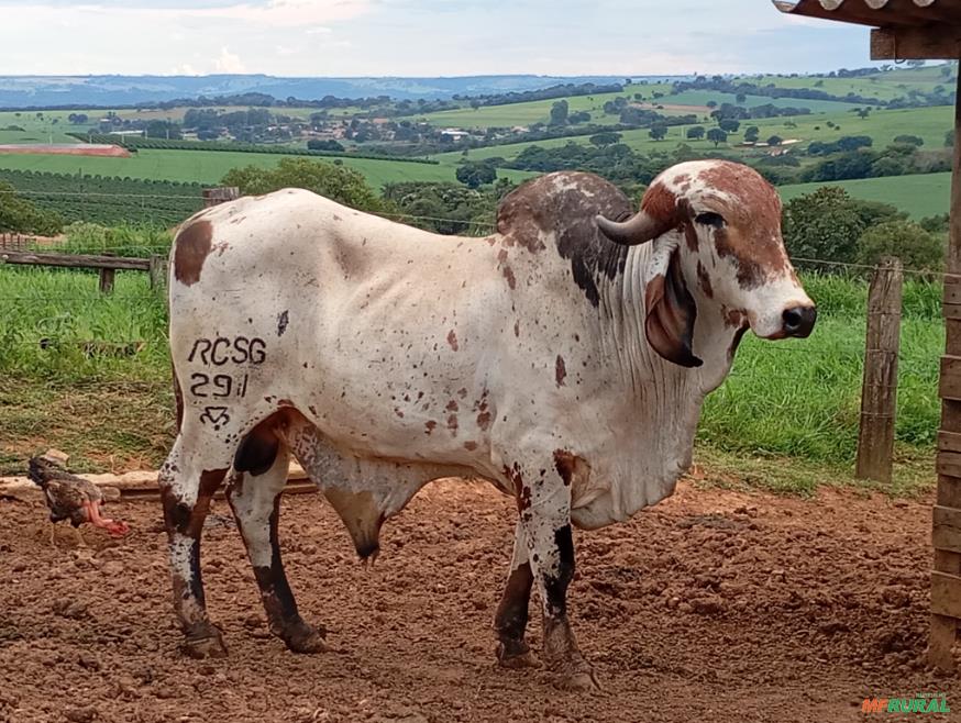 Tourinho Gir Leiteiro Registrado em Iraí de Minas MG à venda. 406689