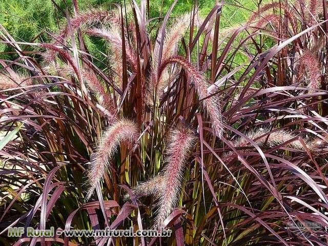 Capim do Texas (Pennisetum Setaceum Rubrum) - Direto Produtor em 117769