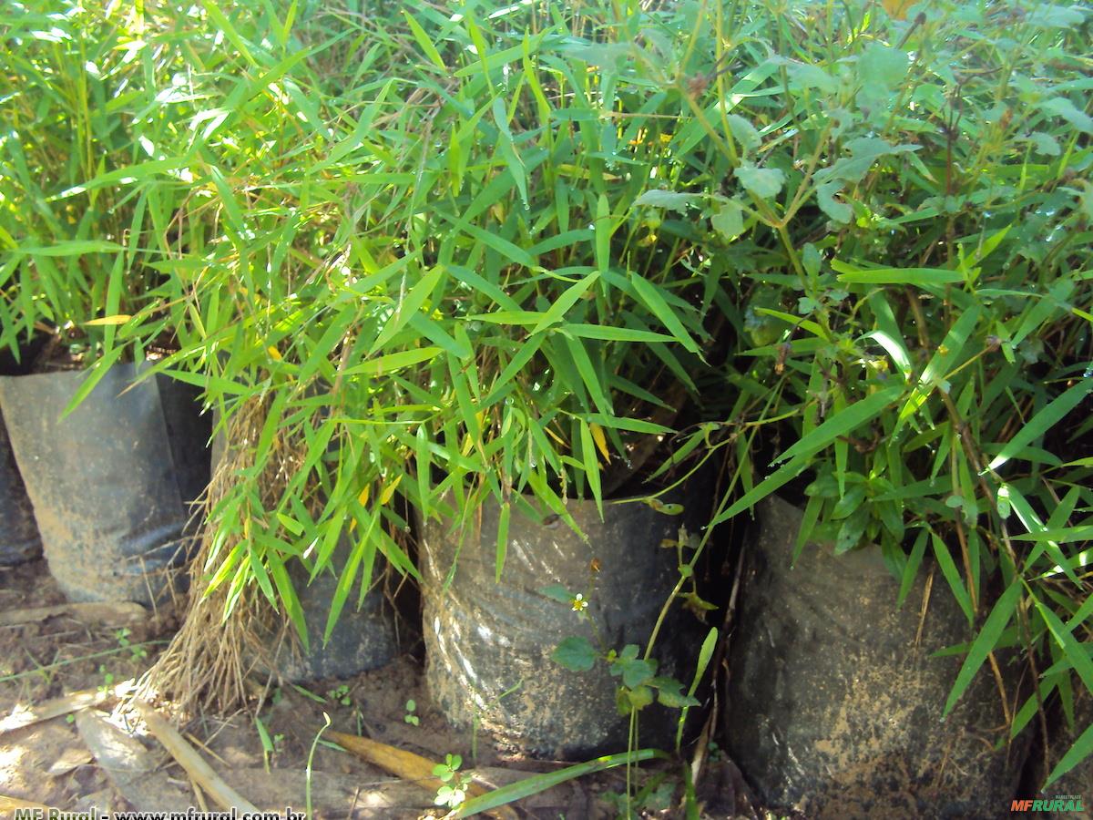 Mini Bambu (Fargesia Adpressa) em Tiete SP à venda. Compre 390452