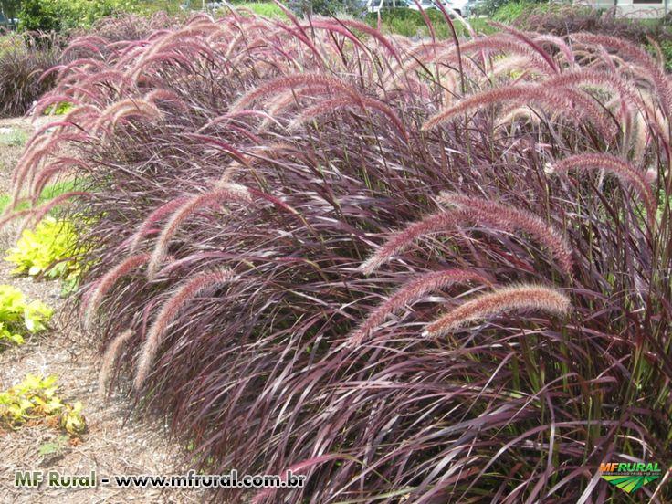 Capim Dos Texas (Pennisetum Setaceum Rubrum) em Tiete SP à 390454