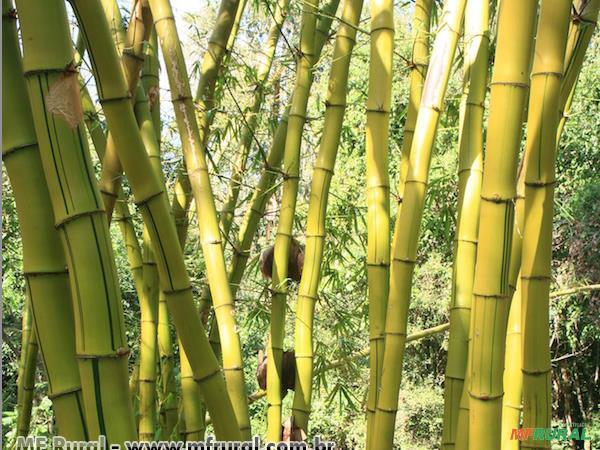Bambu Sitio da Mata (B. Vulgaris Vittata Verde Com Verde) - Sob 390468