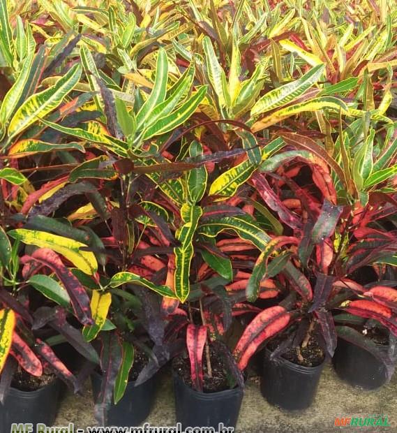 Codiaeum Variegatum | Preço Venda Compra - MF Rural