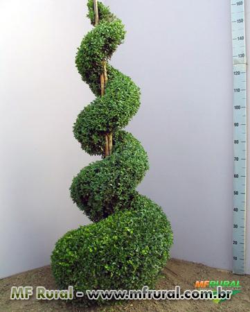 Buxinho (Buxus Sempervirens) - Muda. H=0.60M em Tiete SP à 390501