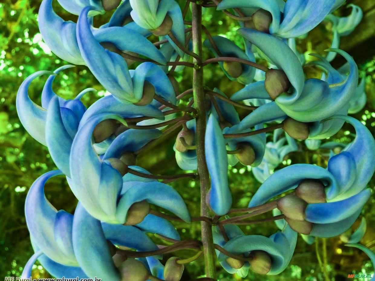 Jade Azul | Preço Venda Compra - MF Rural
