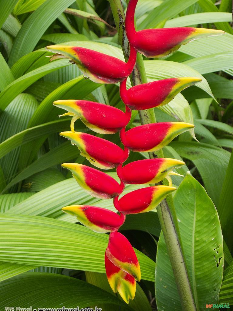Helicônia Rostrata (Heliconia Rostrata) em Tiete SP à venda. 390526