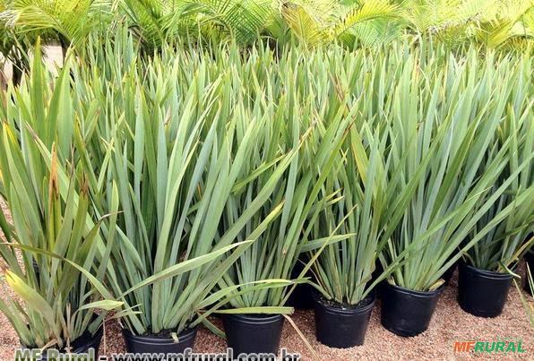 Formio Phormium | Preço Venda Compra - MF Rural
