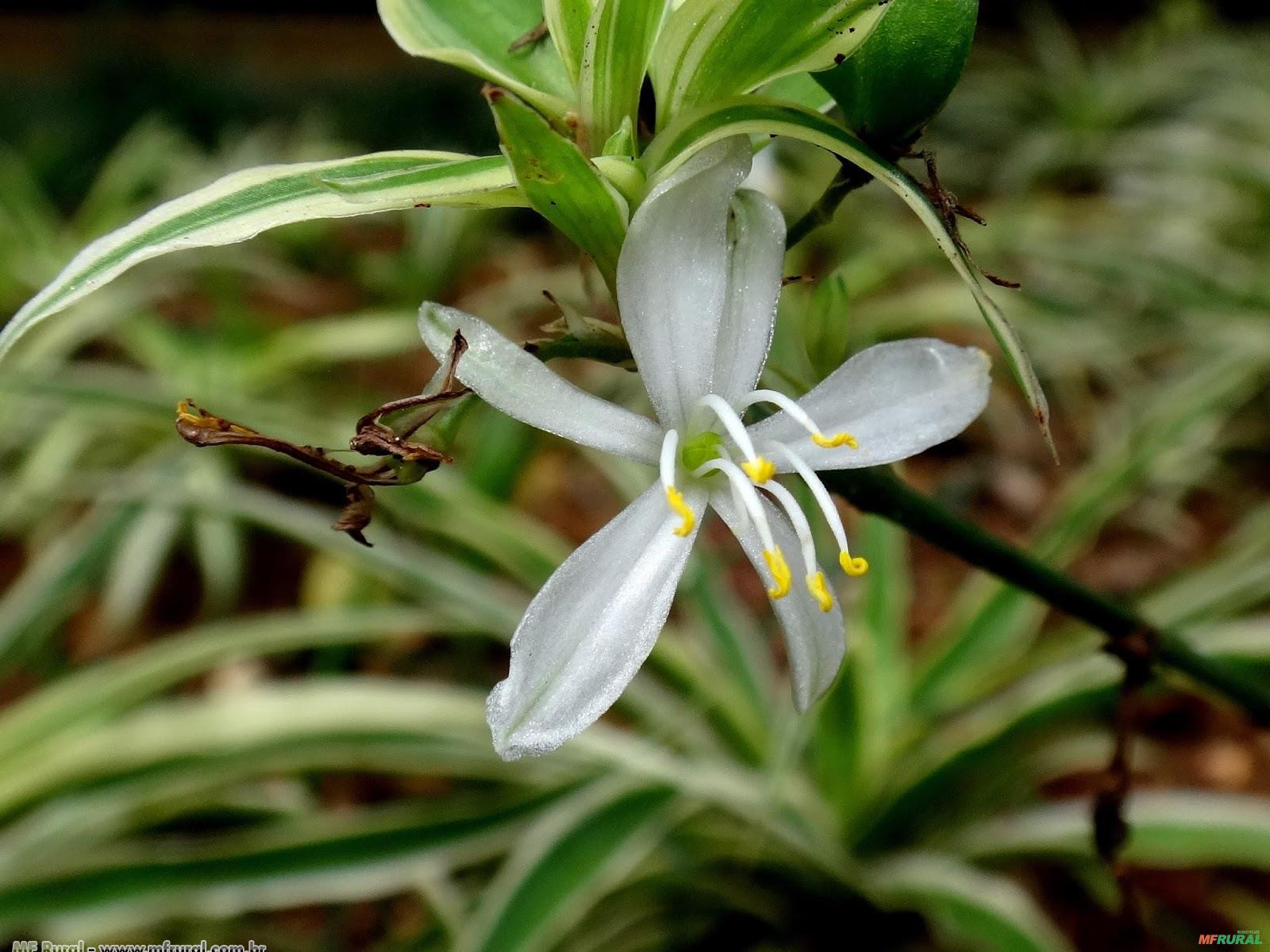 Clorofito (Chorophytum Comosum) em Tiete SP à venda. Compre 390554
