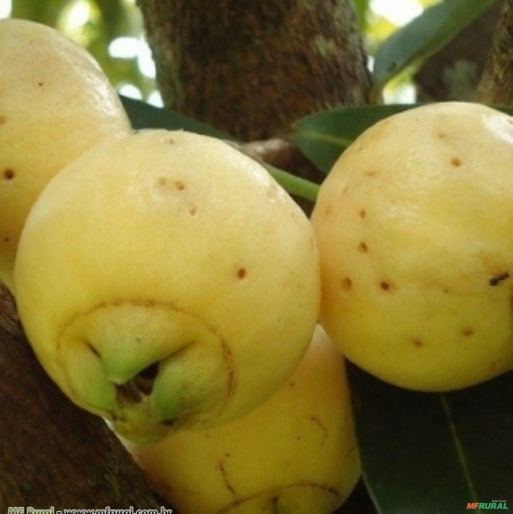 Frutas Jambo | Preço Venda Compra - MF Rural