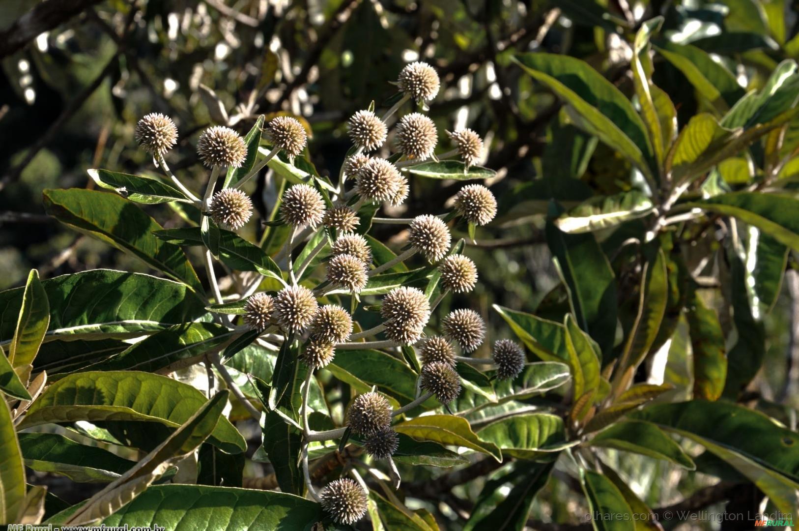 Candeia | Preço Venda Compra - MF Rural