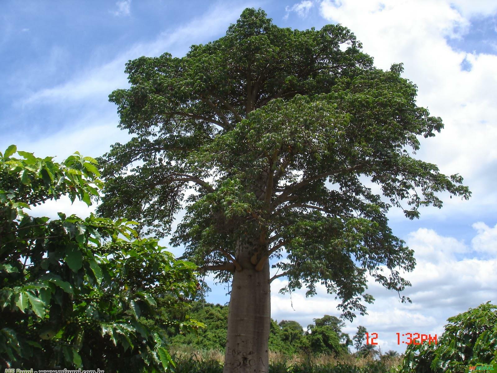 Jaracatiá (Jaracatia Spinosa) em Tiete SP à venda. Compre direto 390651