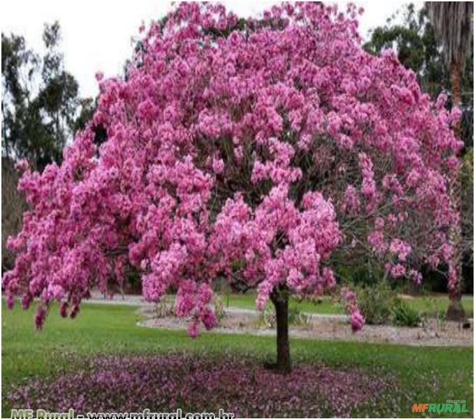Muda Handroanthus | Preço Venda Compra - MF Rural