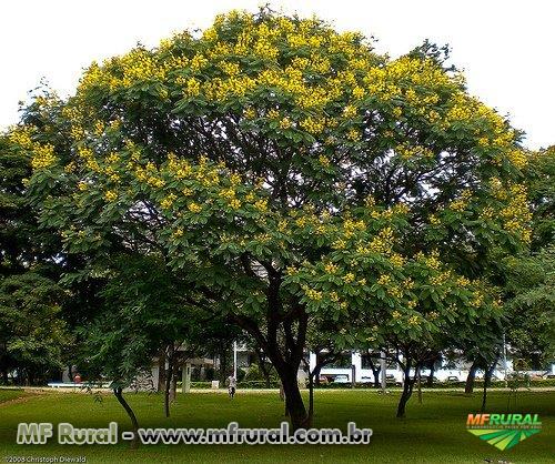 Arvore Pau | Preço Venda Compra - MF Rural