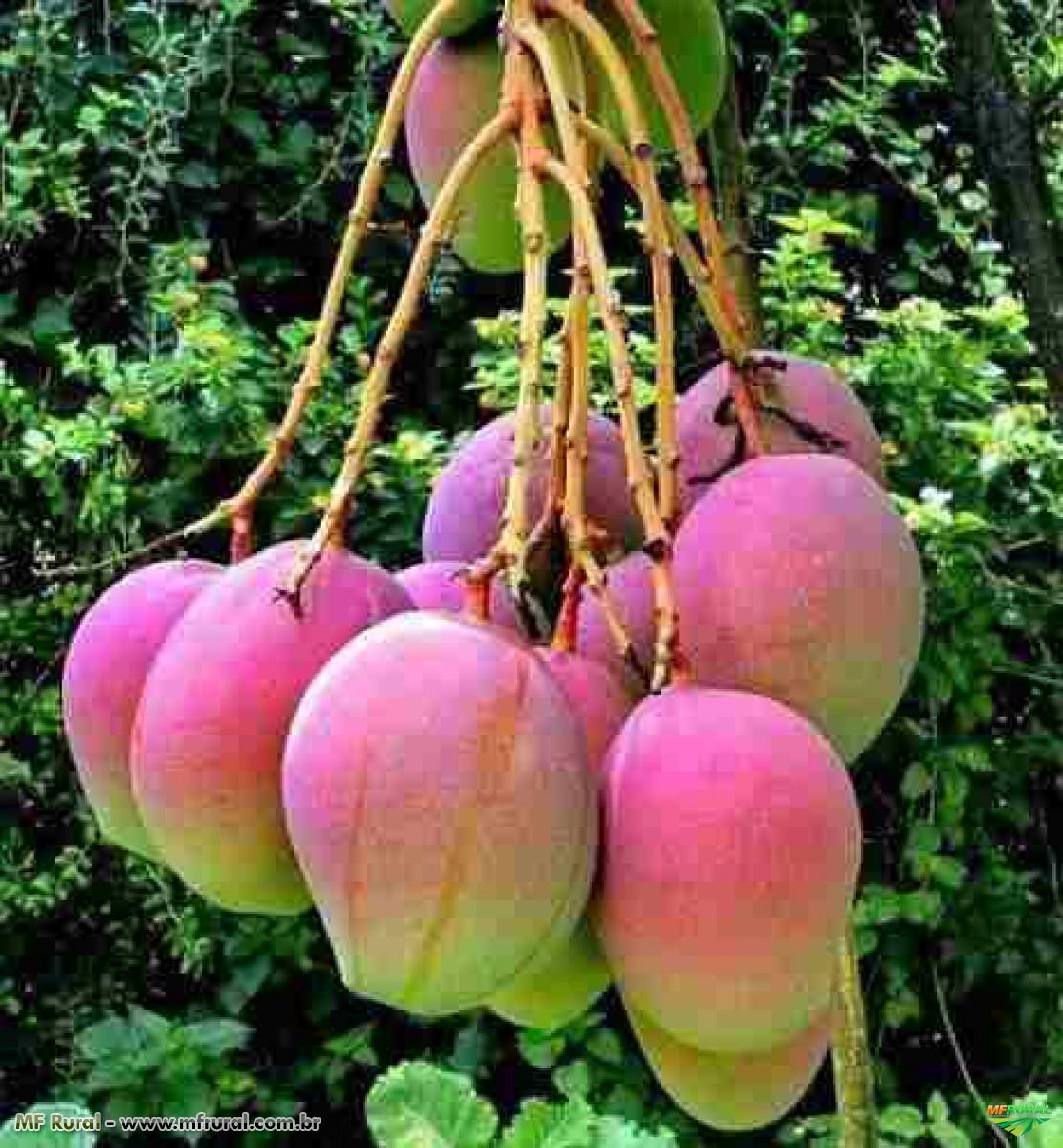 Manga Rosa (Mangifera Indica) em Tiete SP à venda. Compre 390705