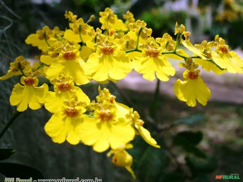 Orquídea Chuva de Ouro (Oncidium Sp) em Tiete SP à venda. Compre 390712