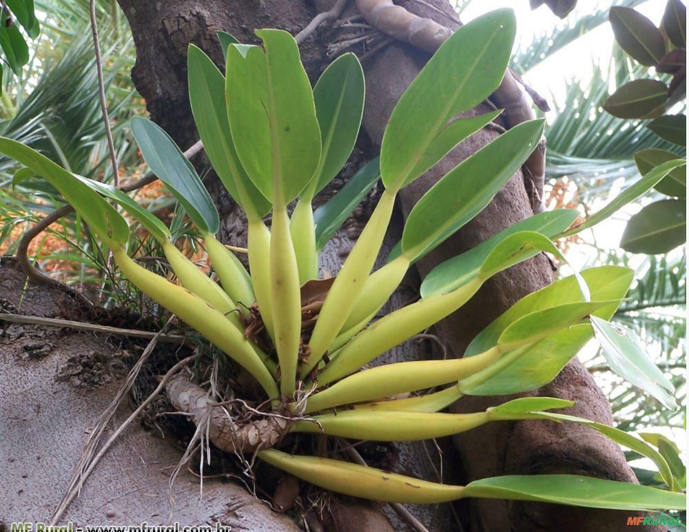 Pacova Philodendron | Preço Venda Compra - MF Rural