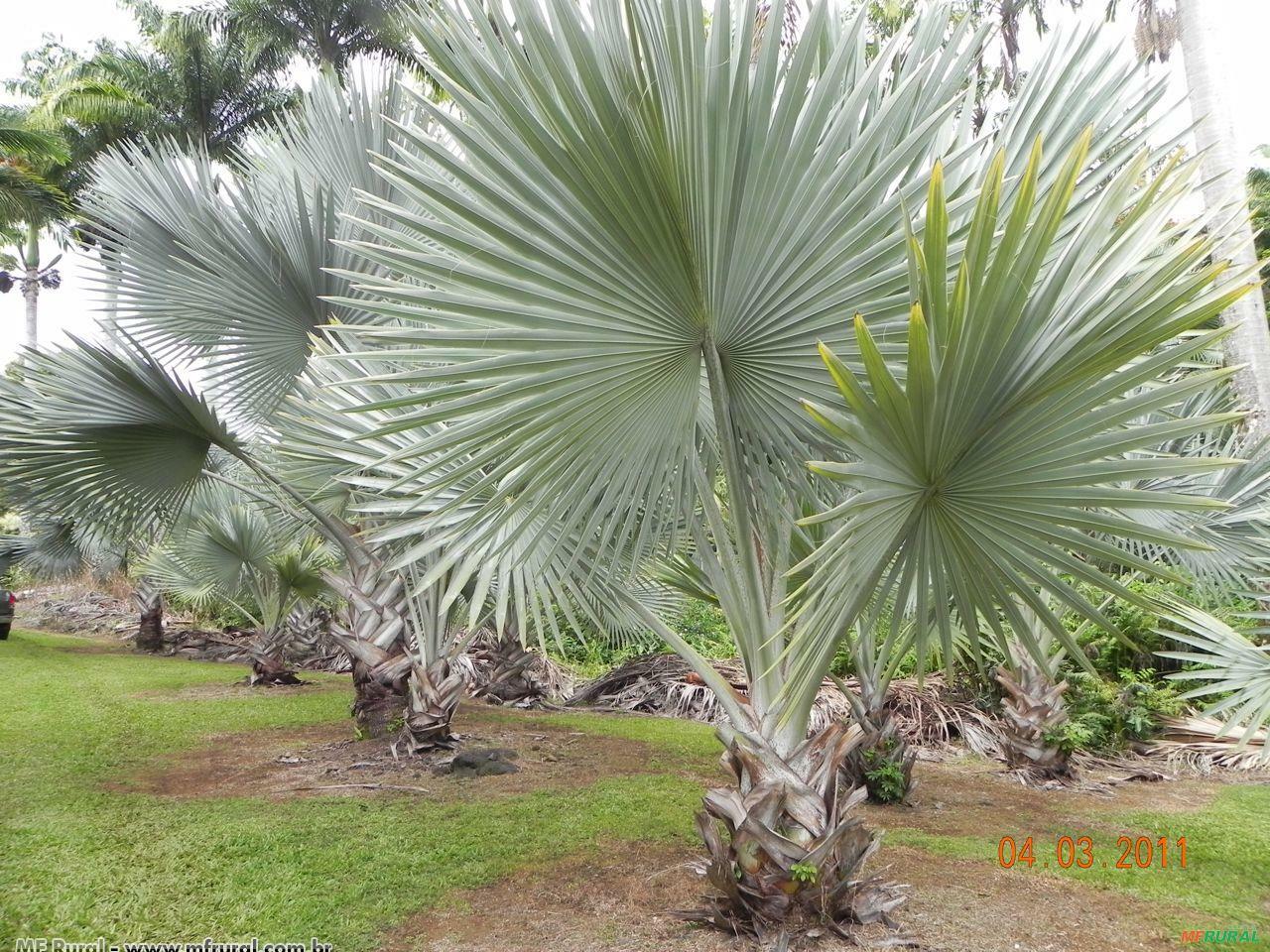 Palmeira Azul (Bismarckia Nobilis) em Tiete SP à venda. Compre 390726