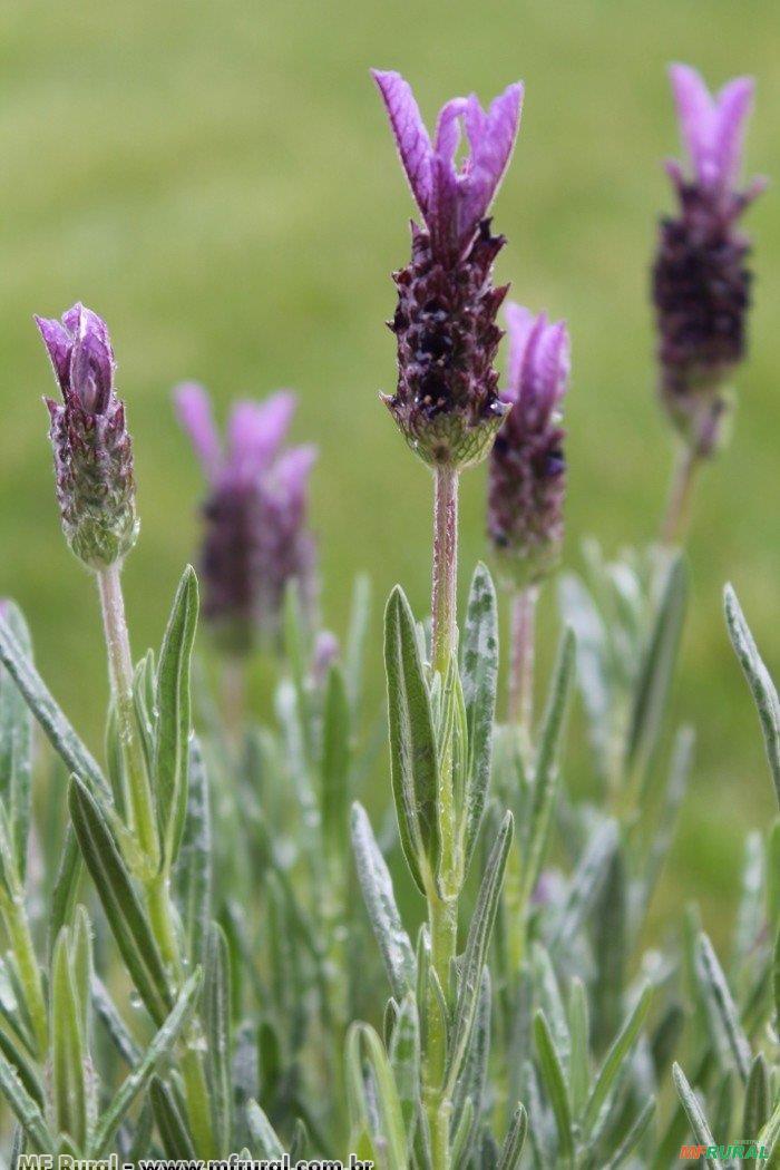 Mudas Lavanda | Preço Venda Compra - MF Rural