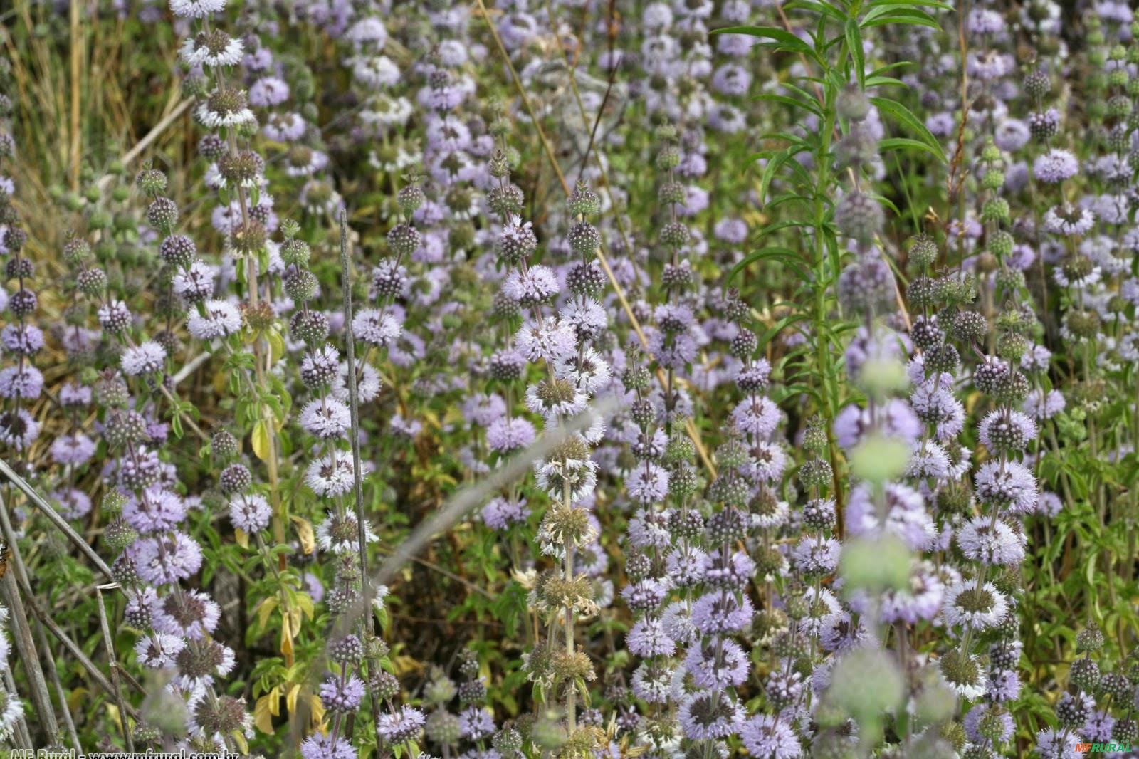 Poejo (Mentha Pulegium) em Tiete SP à venda. Compre direto 390808