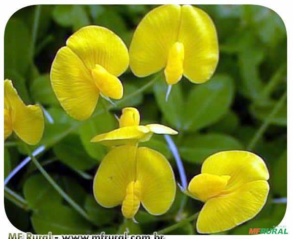 Amendoim Forrageiro (Arachis Pintoi) em Tiete SP à venda. 390860