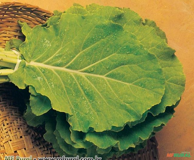 Semente Couve Chinesa Petsai (Brassica Oleracea.) em Tiete SP à 390910