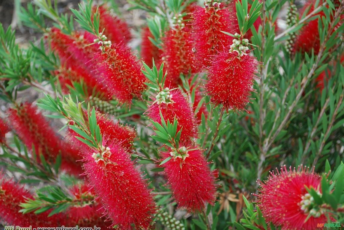 Calistemon Viminalis ( Callistemon Spp) em Tiete SP à venda. 390966
