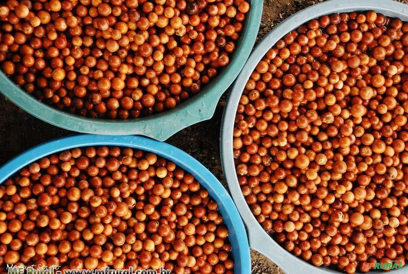 Guanandi ( Calophyllum Brasiliensis) em Tiete SP à venda. Compre 390997