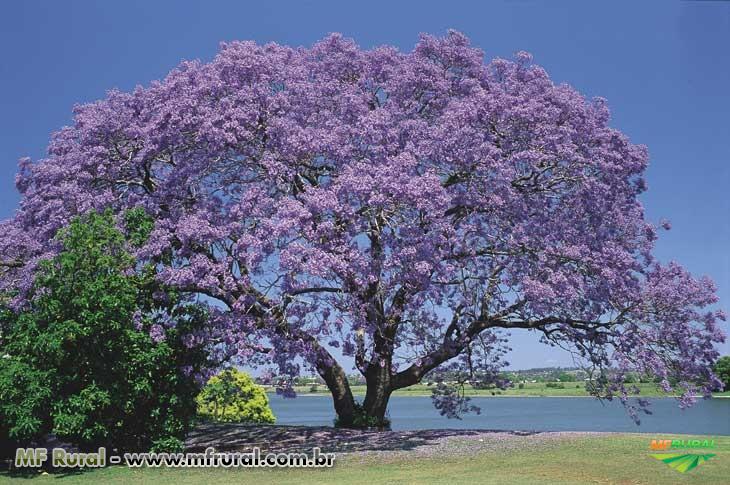 Madeiras Jacaranda | Preço Venda Compra - MF Rural