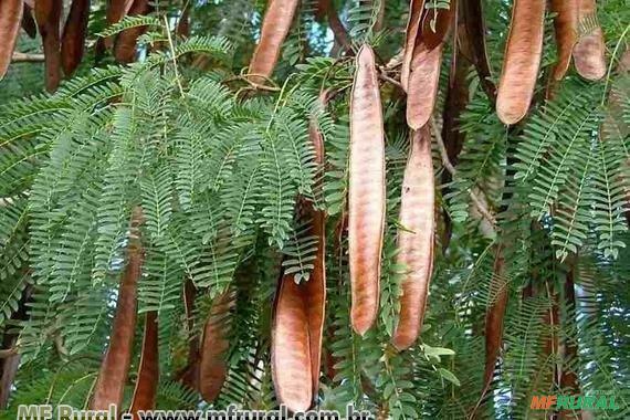 Leucena ( Leucaena Leucocephala.) em Tiete SP à venda. Compre 391013